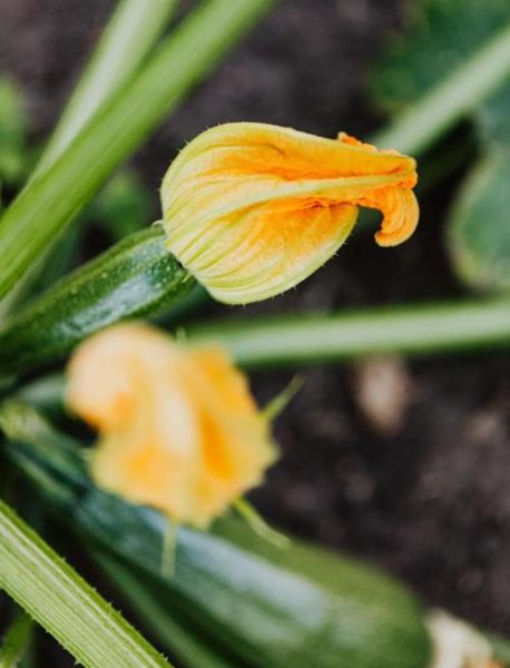 西葫芦和生瓜的区别_哪个更好吃-第3张图片-山城妙识