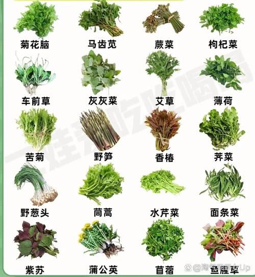 野菜图片大全大图_如何识别常见野菜-第1张图片-山城妙识