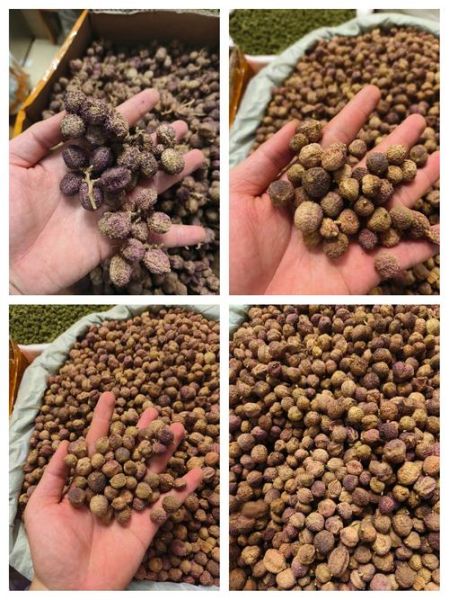 春砂仁图片_如何辨别真假春砂仁-第3张图片-山城妙识