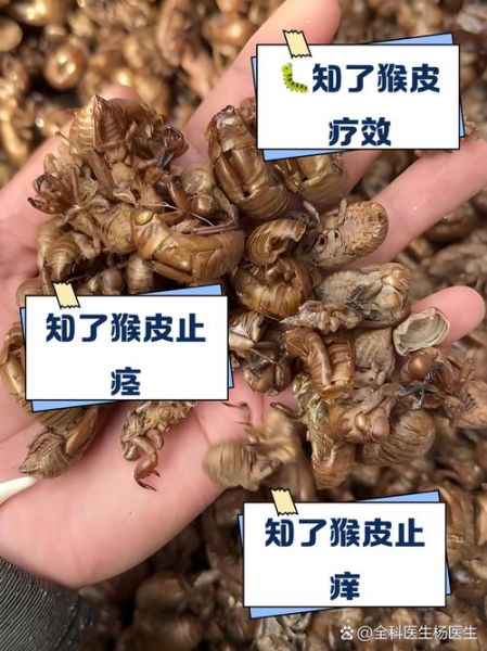 知了猴的营养价值_知了猴吃了有什么好处-第2张图片-山城妙识