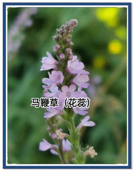 马鞭草的功效与作用_马鞭草有哪些禁忌-第2张图片-山城妙识