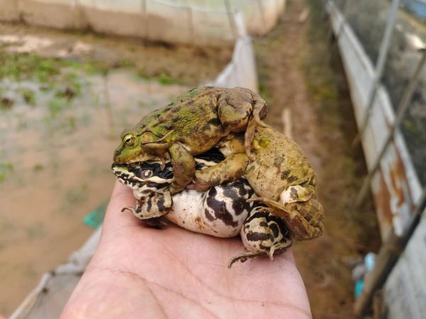 青蛙养殖基地怎么选址_青蛙养殖基地投资多少钱-第2张图片-山城妙识