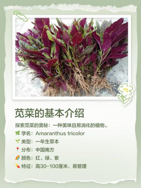 苋菜图片_苋菜的功效与作用有哪些-第3张图片-山城妙识