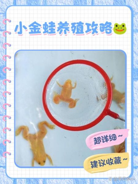 青蛙养殖基地怎么选址_青蛙养殖基地投资多少钱-第1张图片-山城妙识