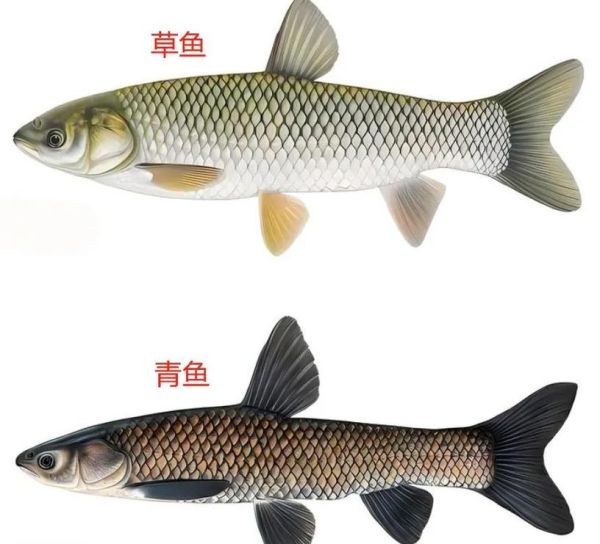 青鱼是海鱼还是淡水鱼_青鱼生活在什么水域-第1张图片-山城妙识