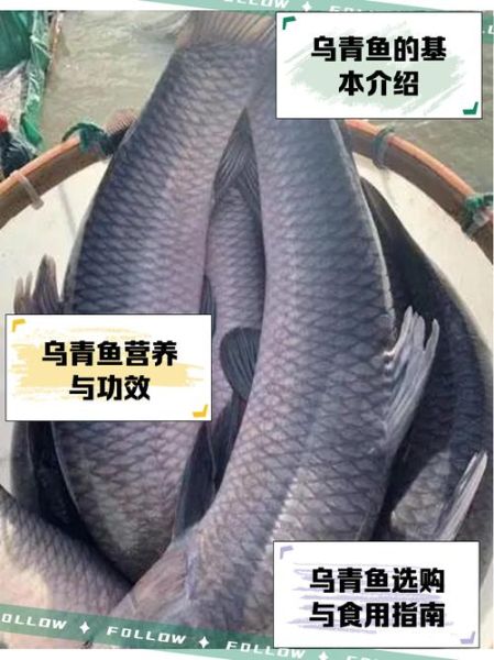 青鱼是海鱼还是淡水鱼_青鱼生活在什么水域-第3张图片-山城妙识