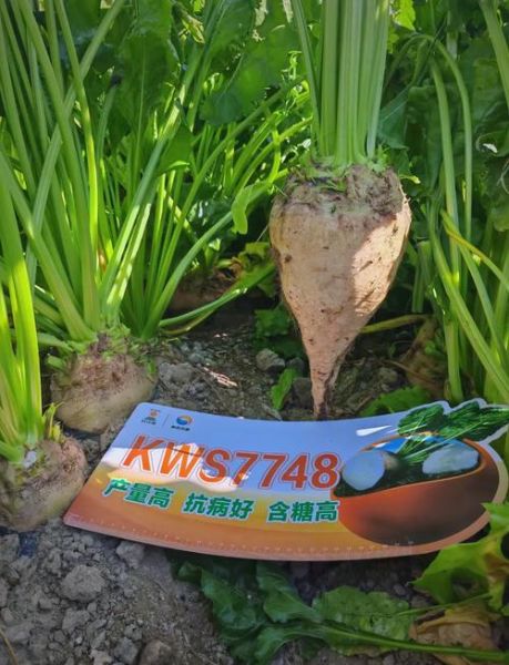 甜菜夜蛾防治方法_甜菜夜蛾用什么药最有效-第3张图片-山城妙识