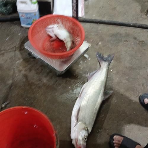 白鲢鱼图片大全大图_白鲢鱼高清图片怎么拍-第2张图片-山城妙识