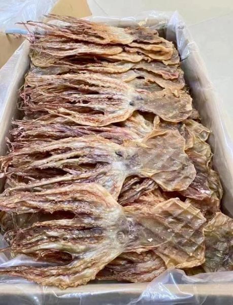 大章鱼怎么养_大章鱼吃什么-第3张图片-山城妙识