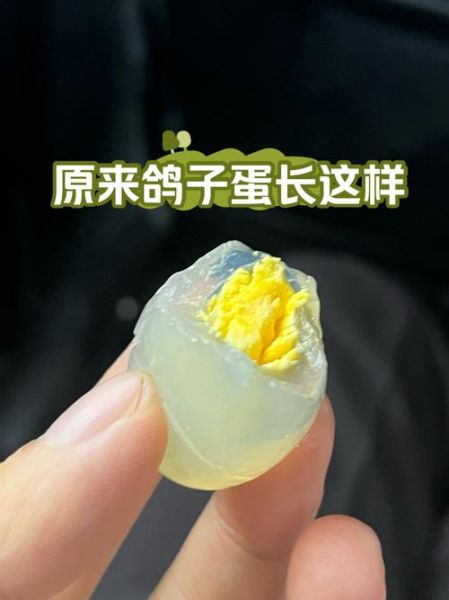 鸽子蛋壮阳效果真的好吗_鸽子蛋怎么吃最补肾-第1张图片-山城妙识