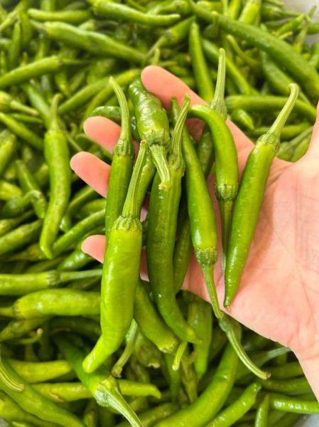 樟树港辣椒怎么炒好吃_樟树港辣椒炒肉做法-第3张图片-山城妙识