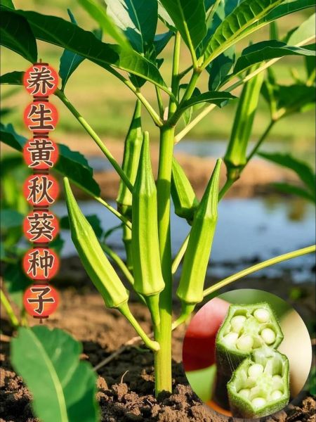 黄秋葵一亩地能产多少斤_黄秋葵种植技术详解-第1张图片-山城妙识 黄秋葵一亩地能产多少斤_黄秋葵种植技术详解-第1张图片-山城妙识