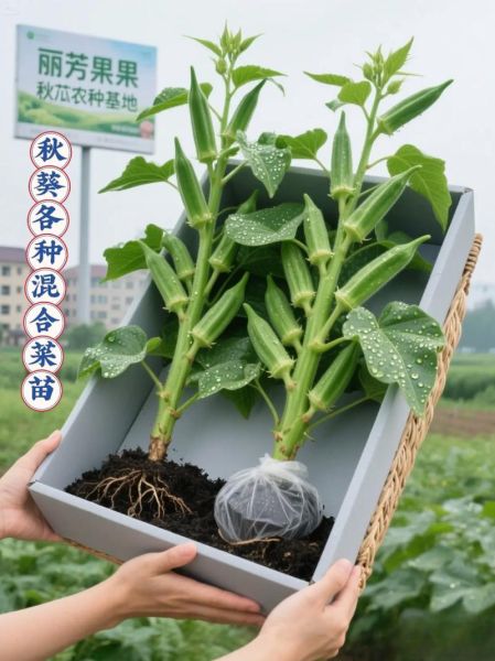 黄秋葵一亩地能产多少斤_黄秋葵种植技术详解-第2张图片-山城妙识 黄秋葵一亩地能产多少斤_黄秋葵种植技术详解-第2张图片-山城妙识