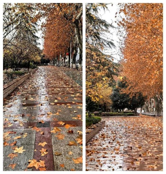 梧桐叶图片怎么拍好看_梧桐叶图片后期调色技巧-第3张图片-山城妙识