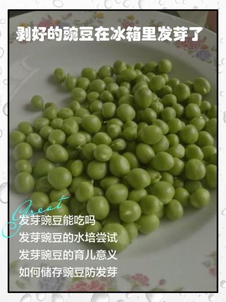 豌豆放冰箱发芽能吃吗_豌豆发芽后有毒吗-第1张图片-山城妙识 豌豆放冰箱发芽能吃吗_豌豆发芽后有毒吗-第1张图片-山城妙识
