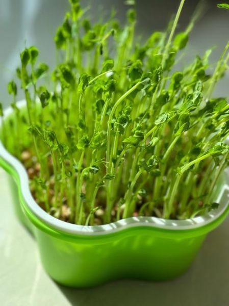 豌豆放冰箱发芽能吃吗_豌豆发芽后有毒吗-第2张图片-山城妙识 豌豆放冰箱发芽能吃吗_豌豆发芽后有毒吗-第2张图片-山城妙识