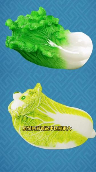 大白菜官网哪个是真的_如何辨别真假大白菜官网-第1张图片-山城妙识