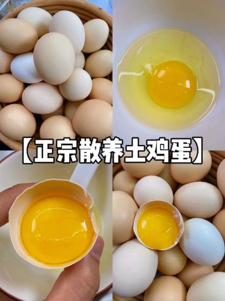 土鸡蛋的营养价值_土鸡蛋和普通鸡蛋的区别-第3张图片-山城妙识
