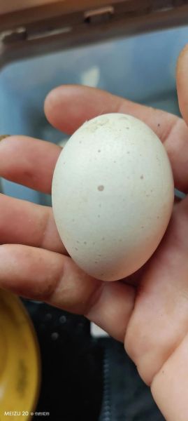 珍珠鸡能长多少斤_珍珠鸡几个月出栏-第1张图片-山城妙识