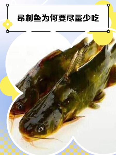 昂刺鱼多少钱一斤_昂刺鱼价格行情-第2张图片-山城妙识