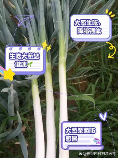 生吃大葱的功效与作用_生吃大葱的营养价值-第3张图片-山城妙识