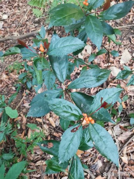 珊瑚草的功效与禁忌_哪些人不能吃-第2张图片-山城妙识