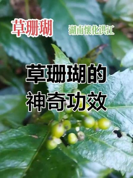 珊瑚草的功效与禁忌_哪些人不能吃-第1张图片-山城妙识