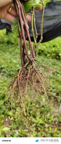 珊瑚草的功效与禁忌_哪些人不能吃-第3张图片-山城妙识