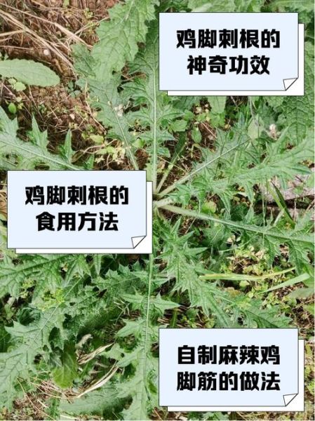 鸡脚刺图片的功效与作用_鸡脚刺能治什么病-第1张图片-山城妙识