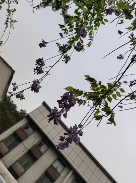 槐花几时开_槐花几时开歌曲背景-第3张图片-山城妙识