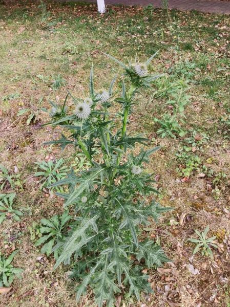 鸡脚刺图片的功效与作用_鸡脚刺能治什么病-第2张图片-山城妙识