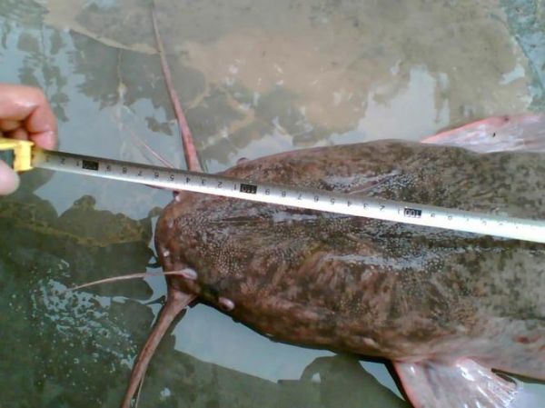 塘鲺鱼为什么不能吃_塘鲺鱼有毒吗-第1张图片-山城妙识