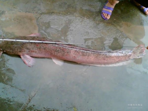 塘鲺鱼为什么不能吃_塘鲺鱼有毒吗-第3张图片-山城妙识