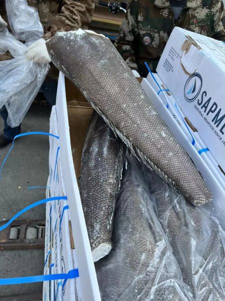 银鳕鱼图片大全大图_银鳕鱼怎么分辨真假-第2张图片-山城妙识