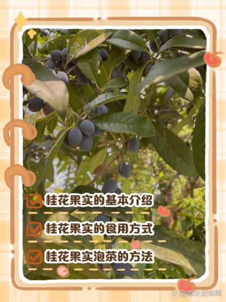 新鲜桂花怎么吃_新鲜桂花食用方法-第2张图片-山城妙识