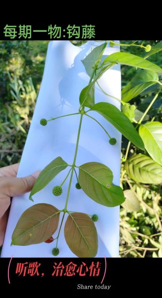 钩藤降血压效果好吗_钩藤副作用有哪些-第3张图片-山城妙识