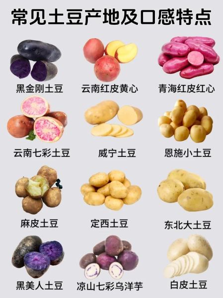 马铃薯是什么东西_马铃薯和土豆的区别-第1张图片-山城妙识