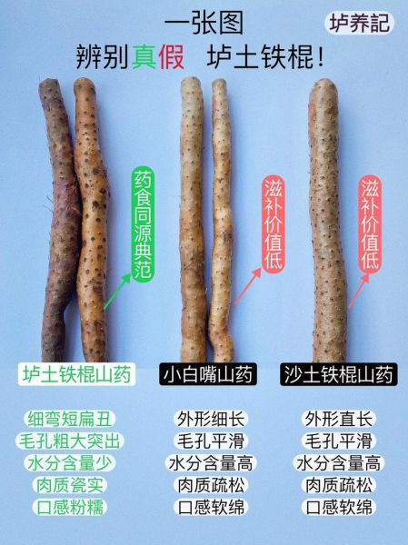 野生山药有几种图片_如何辨别真假-第2张图片-山城妙识