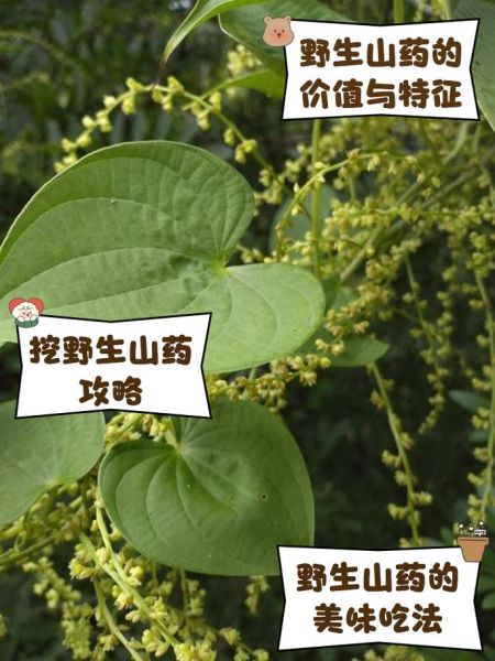 野生山药有几种图片_如何辨别真假-第1张图片-山城妙识