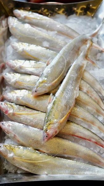 长江刀鱼多少钱一斤2020_2020年刀鱼价格行情-第1张图片-山城妙识