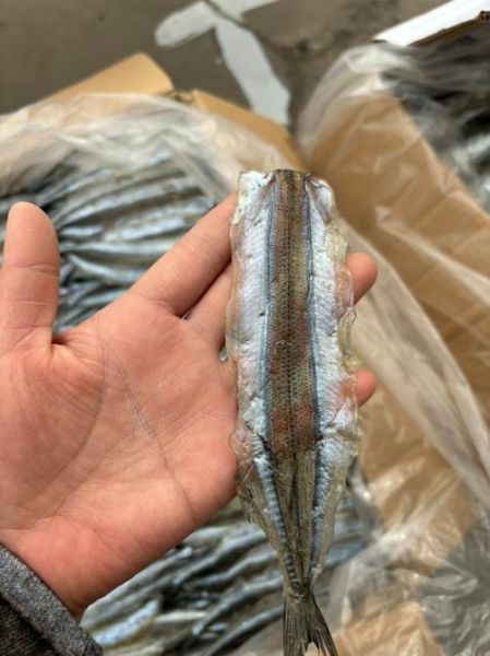 马步鱼是什么鱼_马步鱼图片怎么辨认-第2张图片-山城妙识