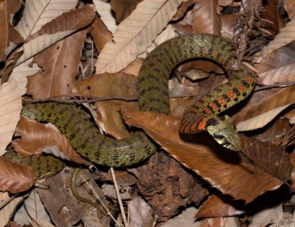虎斑颈槽蛇有毒吗_虎斑颈槽蛇咬伤怎么处理-第1张图片-山城妙识