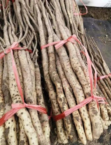 长山药发芽了还能吃吗_发芽长山药怎么处理-第3张图片-山城妙识