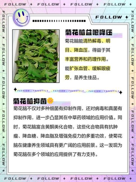 菊花脑的功效与作用_菊花脑怎么吃最好-第1张图片-山城妙识