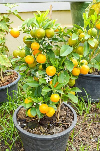 金桔树图片大全_如何养护金桔树-第3张图片-山城妙识