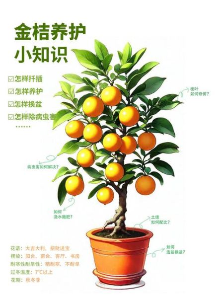 金桔树图片大全_如何养护金桔树-第2张图片-山城妙识