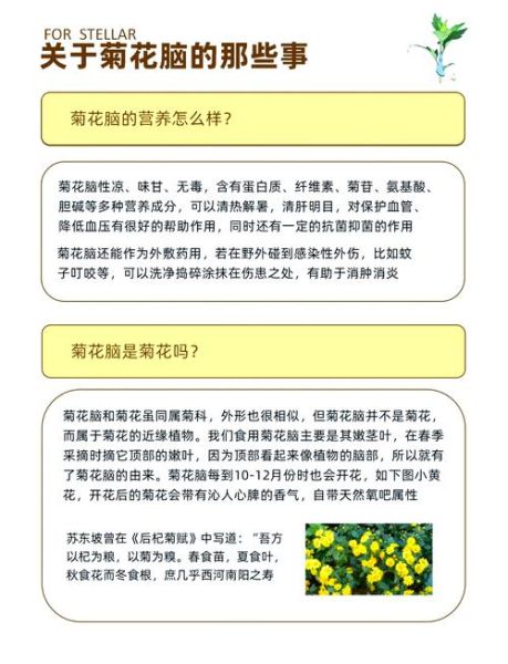菊花脑的功效与作用_菊花脑怎么吃最好-第2张图片-山城妙识