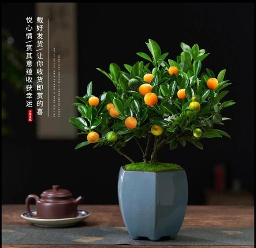 金桔树图片大全_如何养护金桔树-第1张图片-山城妙识