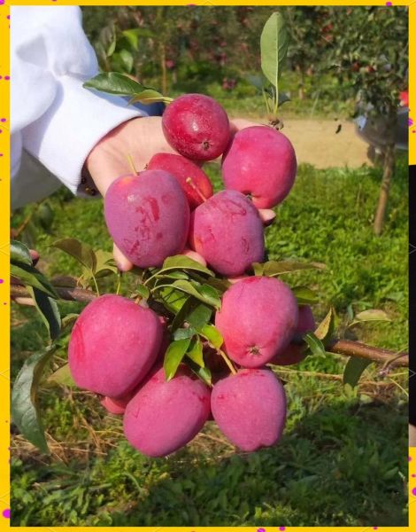 鸡心果好吃吗_鸡心果口感怎么样-第1张图片-山城妙识