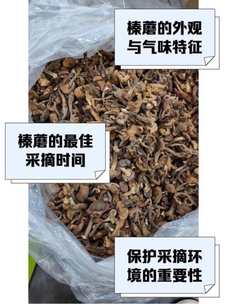 野生鲜榛蘑怎么挑选_榛蘑图片真假辨别-第1张图片-山城妙识 野生鲜榛蘑怎么挑选_榛蘑图片真假辨别-第1张图片-山城妙识